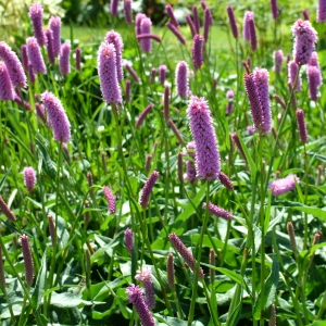 Persicaria | planten | Chris Ghyselen - tuinarchitect
