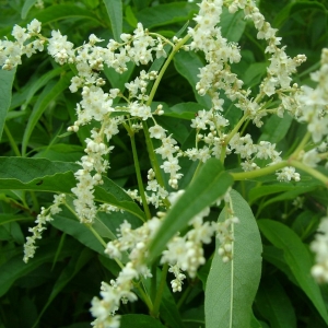 Persicaria | planten | Chris Ghyselen - tuinarchitect